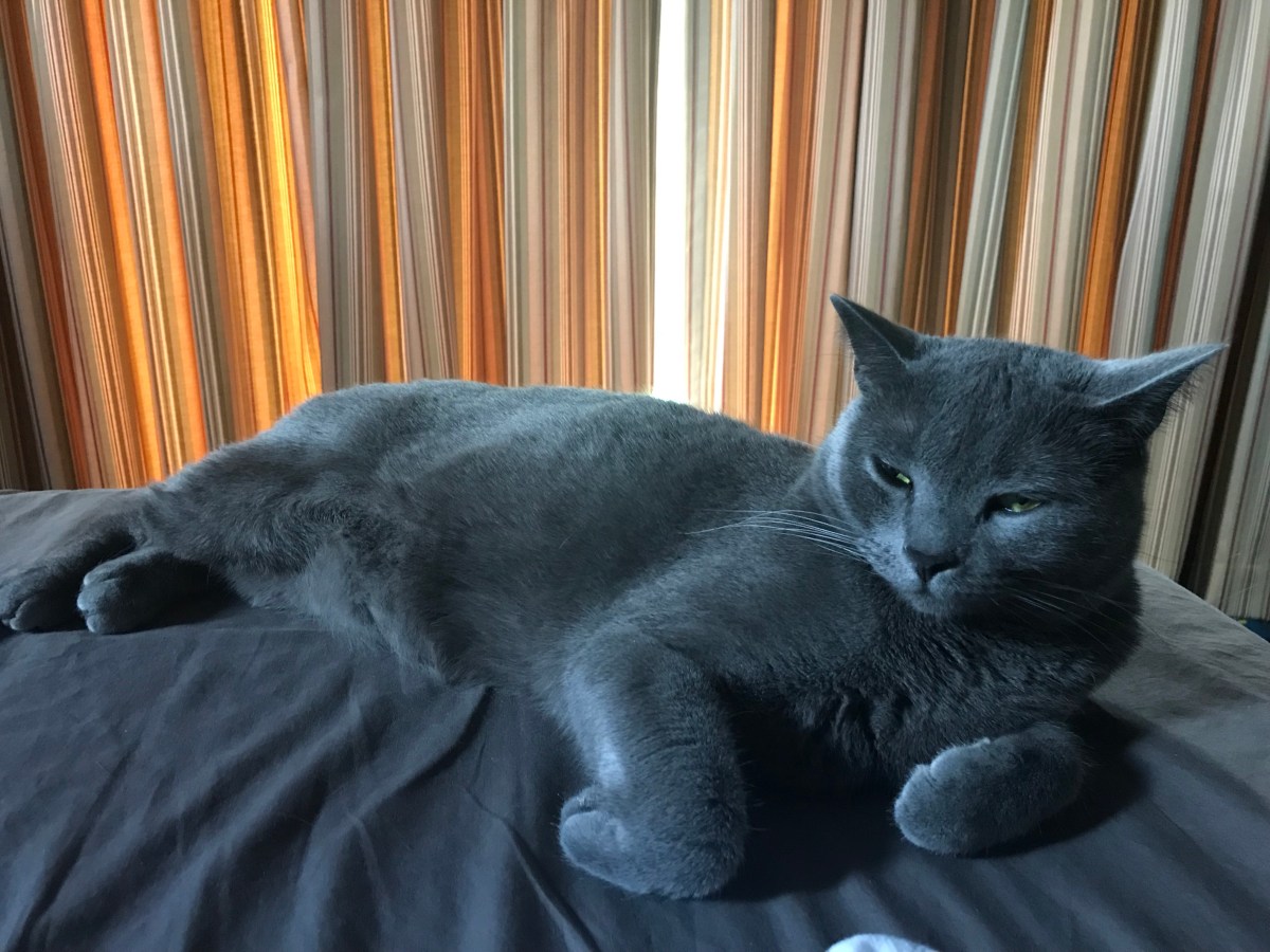 Open source cat food – katupintxos